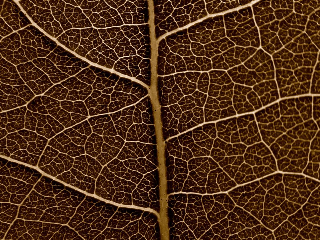 Nature Up Close: Macro-photography Made Easy - Great Hollow