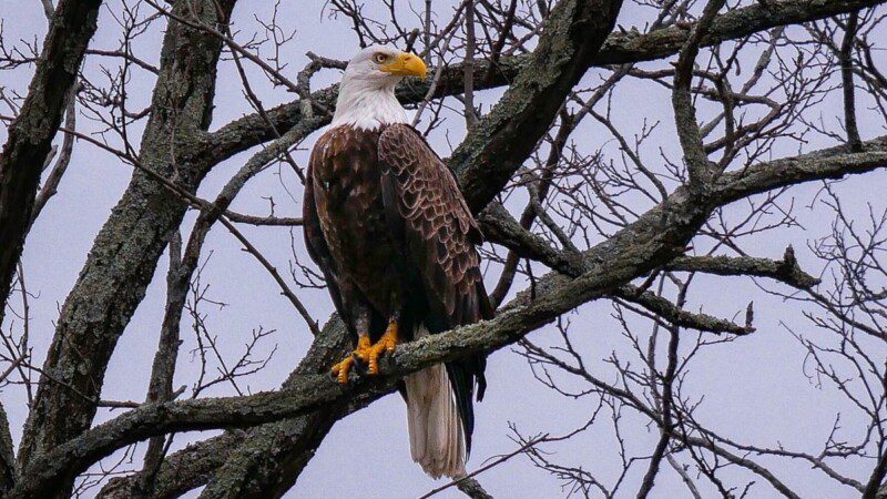 Upcoming Events – Great Hollow