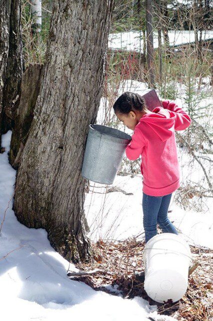 Kids' Drop-off Program: Maple Sugaring - Great Hollow